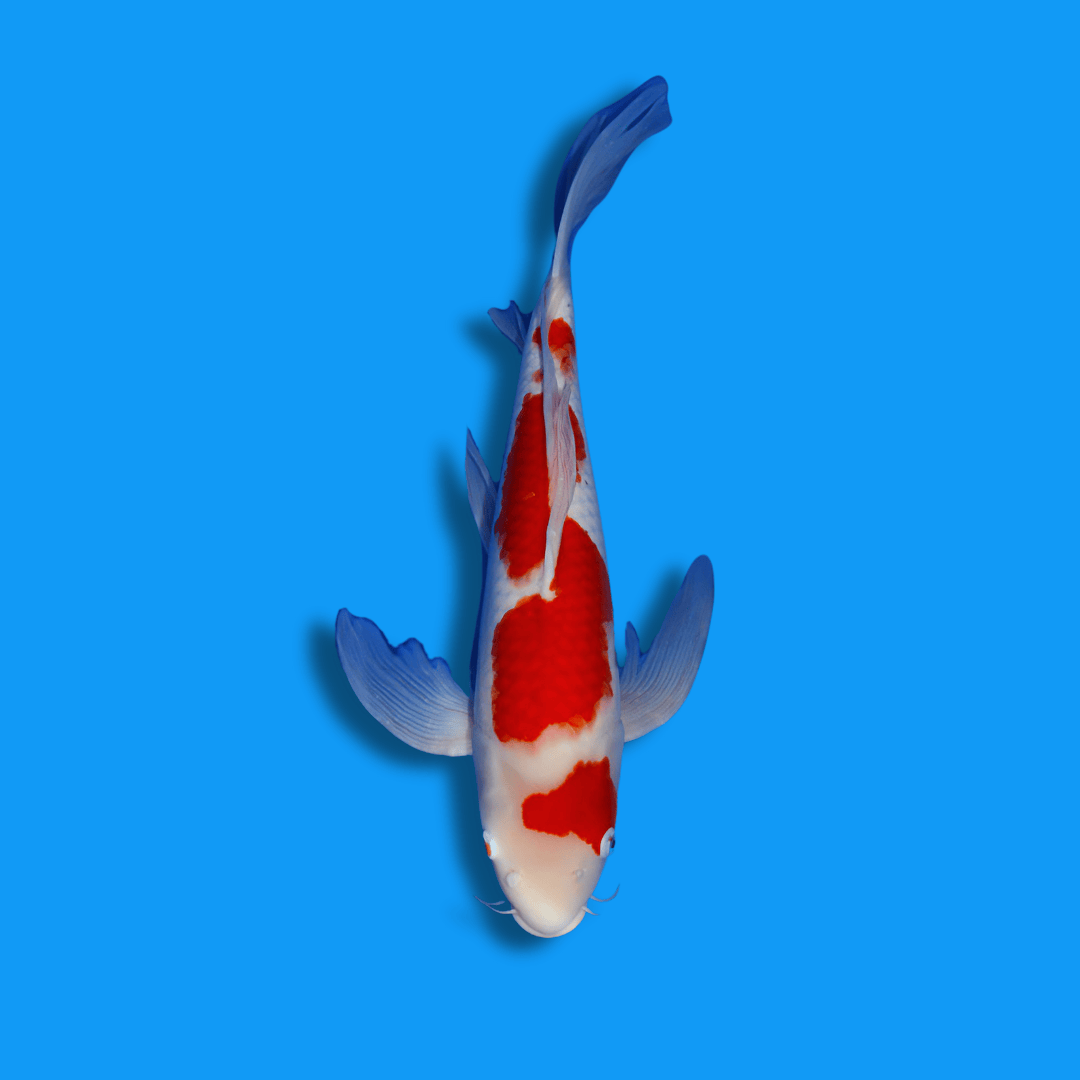 Hirenaga / Long Fin / Butterfly Koi kaufen | Koi&Co.