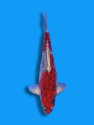 Doitsu Goshiki Kase - Selten | Koi&Co.