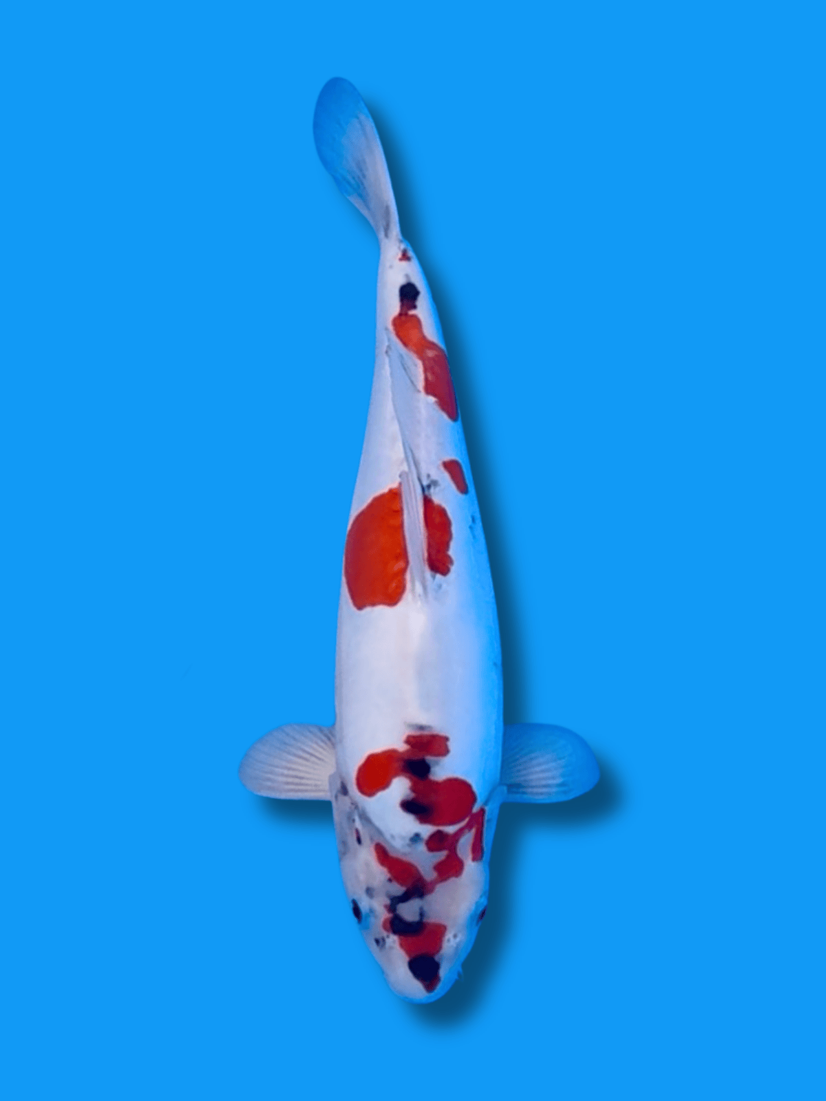 Doitsu Showa Nisai von Shinoda | Koi&Co.