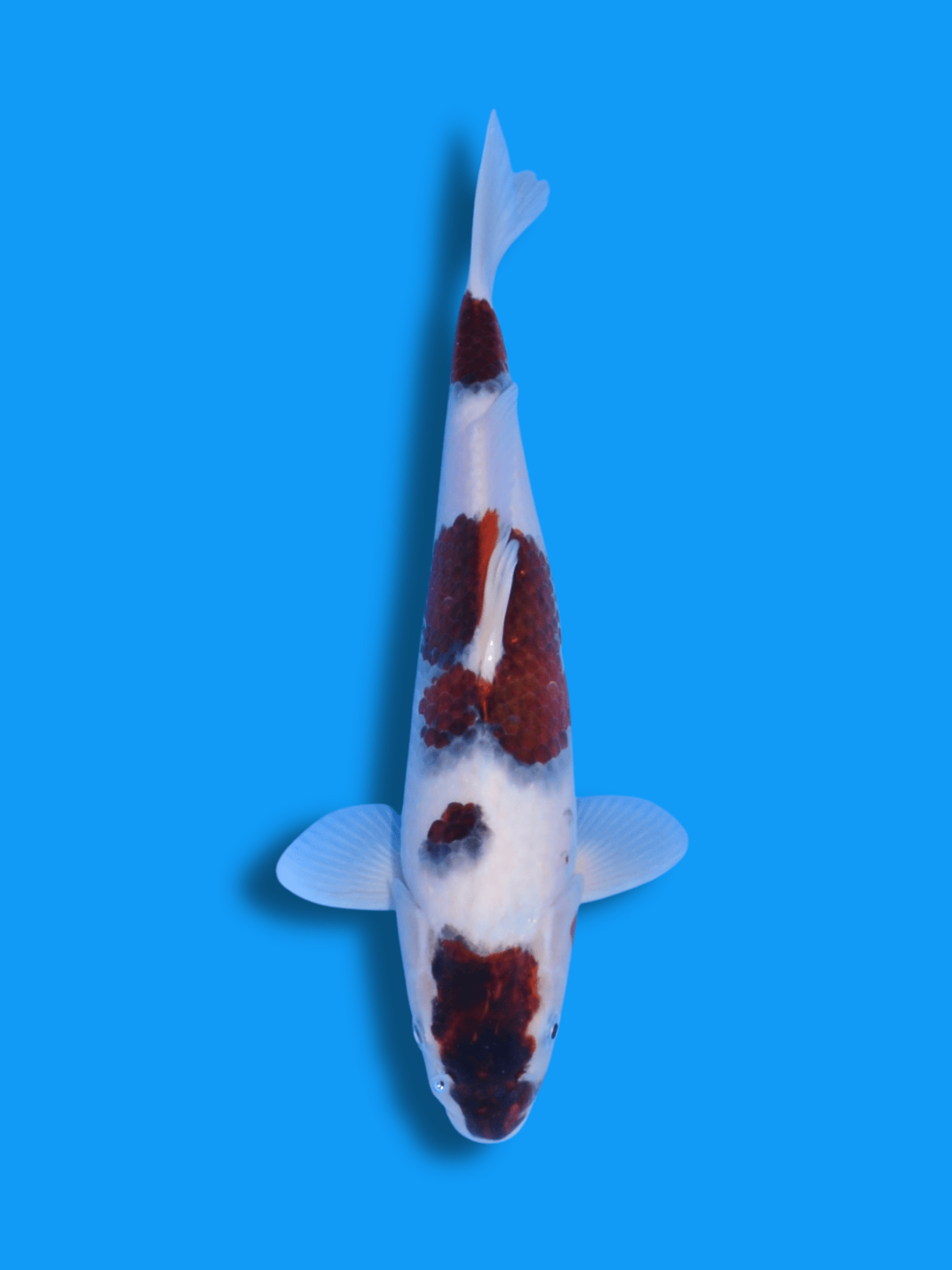 Budo Koromo Tategoi – Strahlendes Shiroji | Koi&Co.