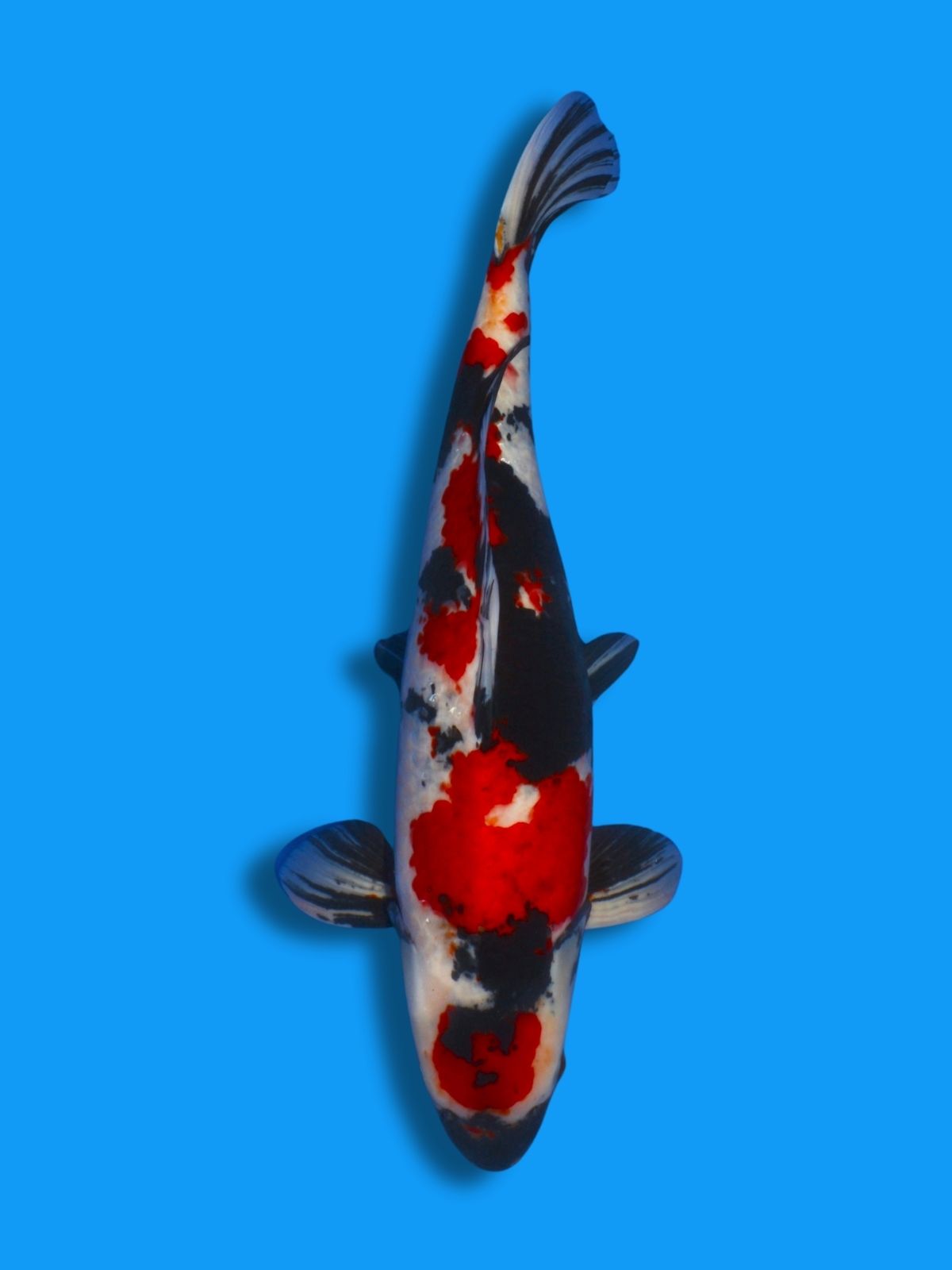 Maruten Showa | Koi&Co. Jörg Hagenow