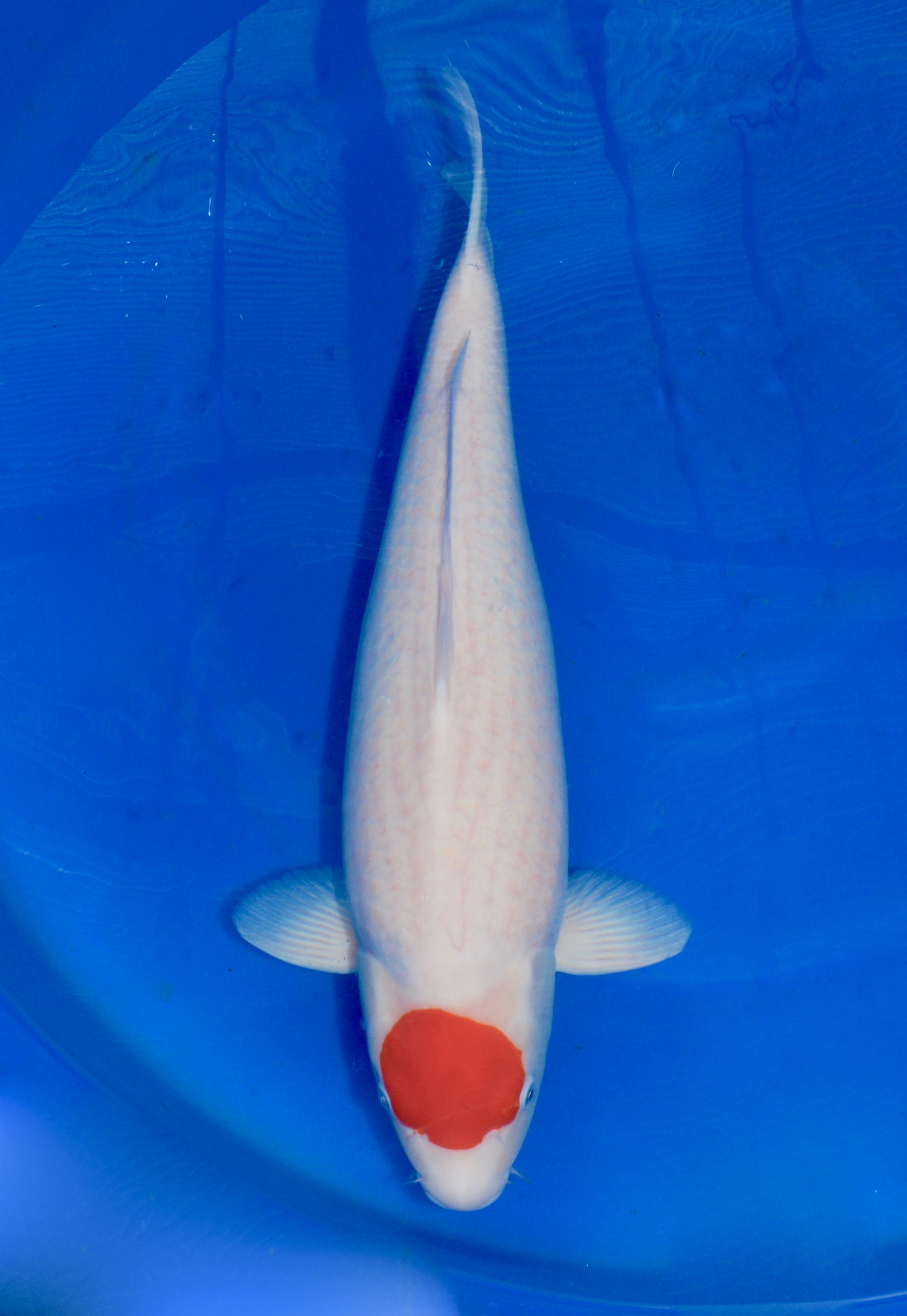 Koi & Co. Hagenow - Tancho Kohaku